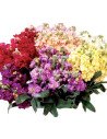 Stock Assorted 100 stems