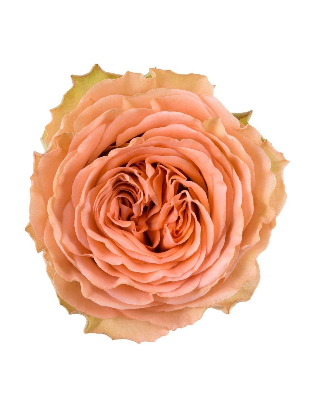 Peach Garden Roses