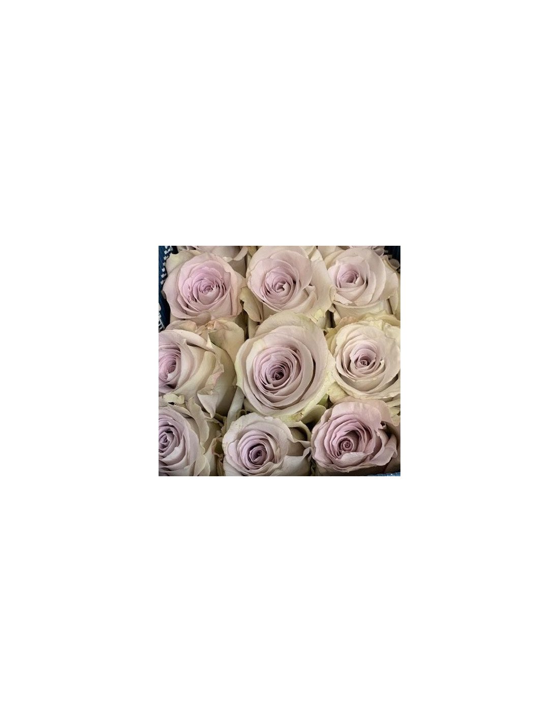 florasource / wholesale roses