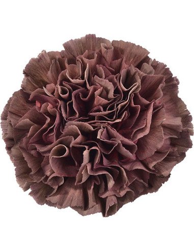 Mauve Carnations