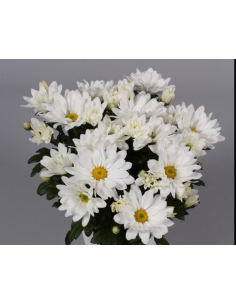 Wholesale filler flowers