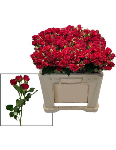 Spray Rose Red Mirabel 40cm / 120 Stems