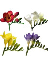 Freesia Assorted By the Box 10 Bunches