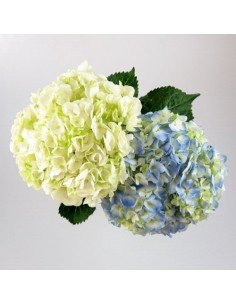 Hydrangea