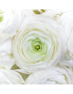 Ranunculus
