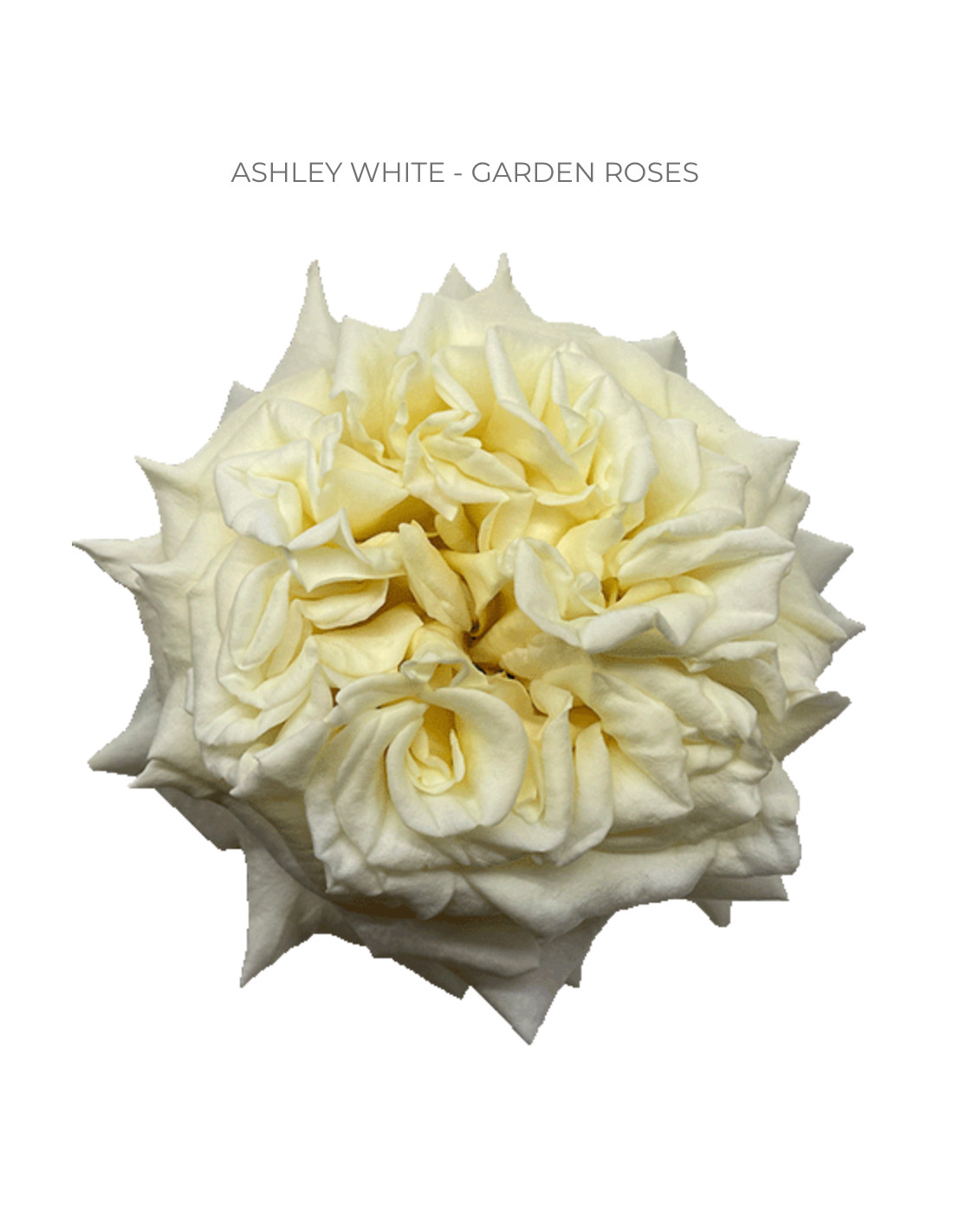 Ashley White Garden Rose Pure White Garden Roses Wholesale