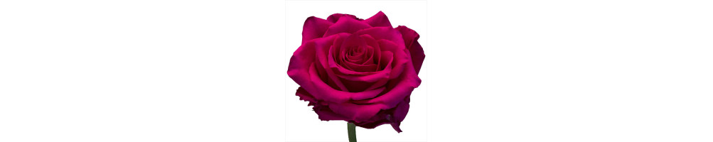 Wholesale Flowers for Valentines Day (6)