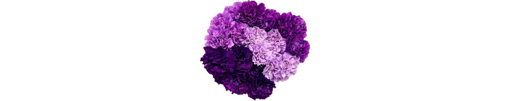 Moon Series Carnations