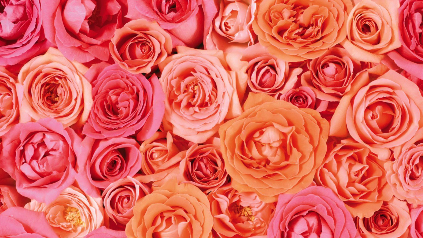 Moon Series Carnations